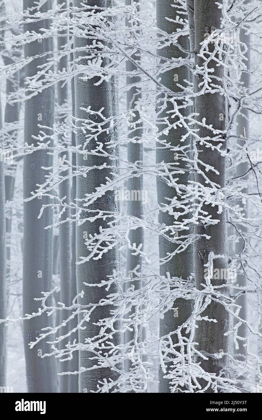 Winter in forest, trees with rime. Cold winter with ice on tree blanch ...