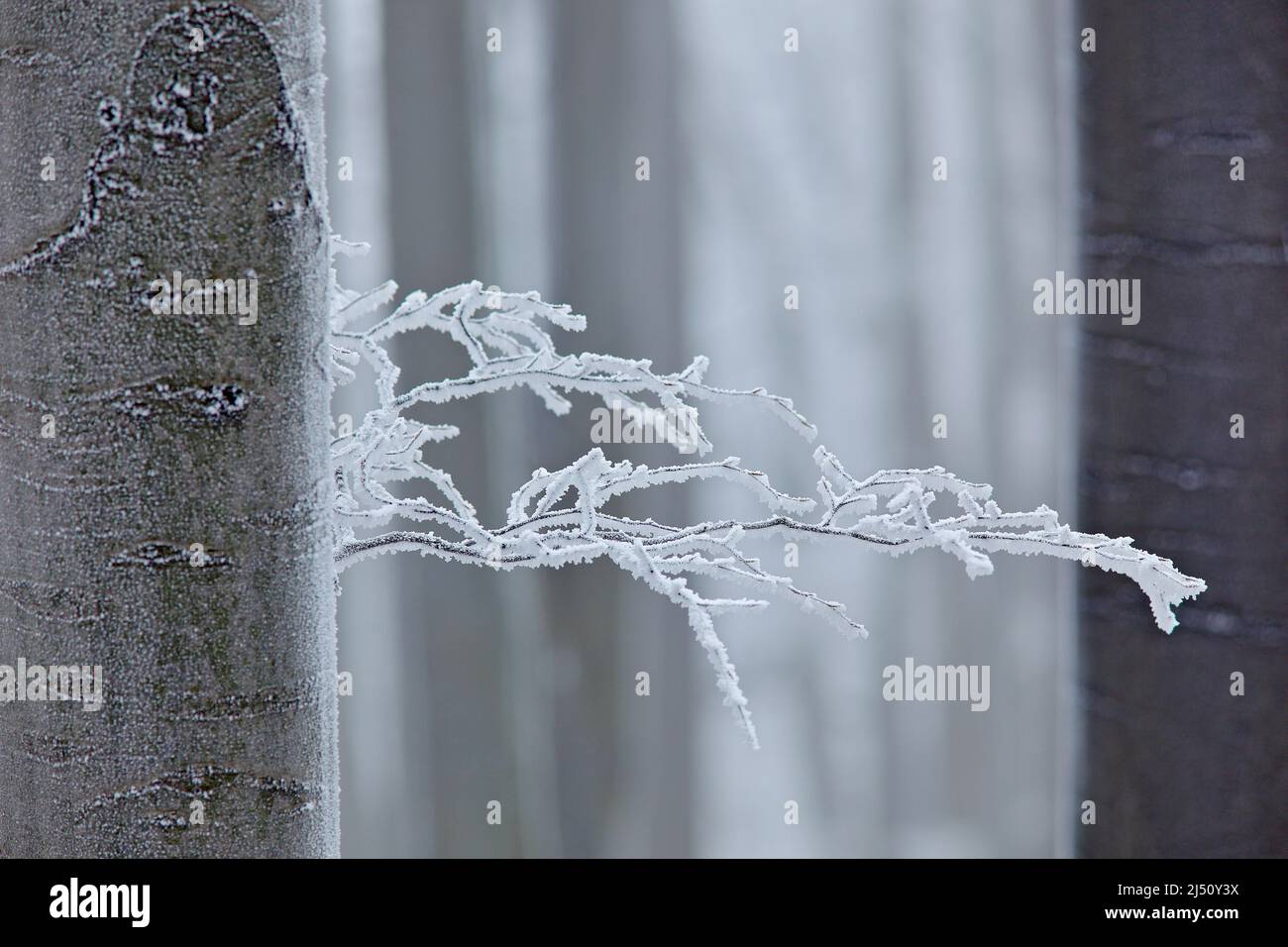 Winter in forest, trees with rime. Cold winter with ice on tree blanch ...