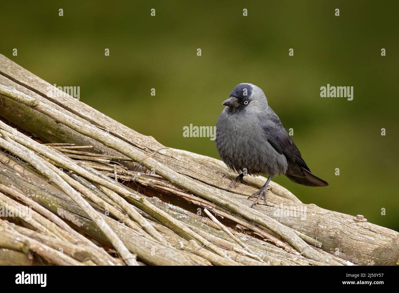 Eurasian Jackdaw Corvus monedula sitting on the dry wood. Black bird in ...
