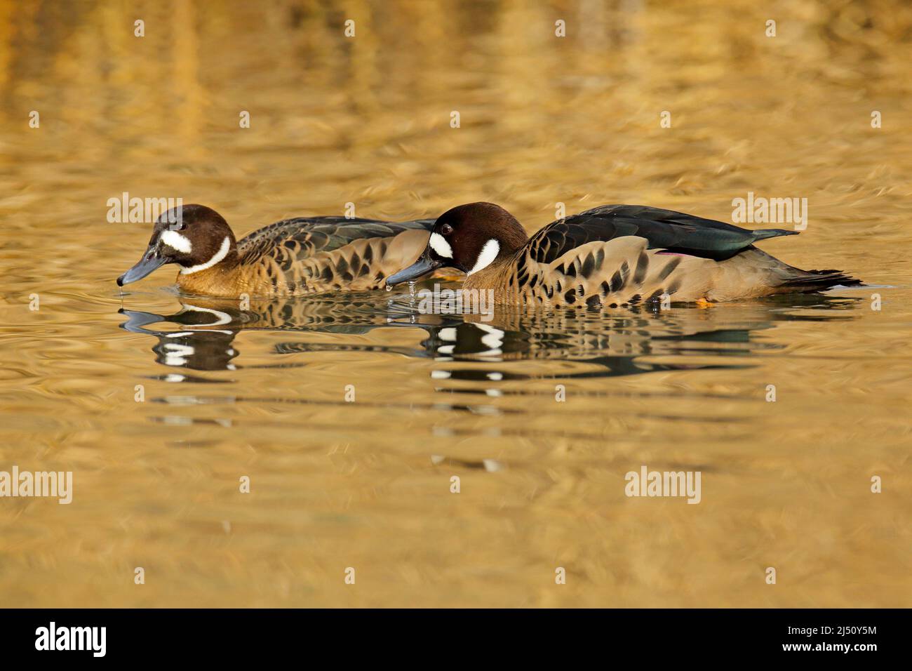 Bronze-winged duck, Speculanas specularis, Spectacled duck brown duck ...