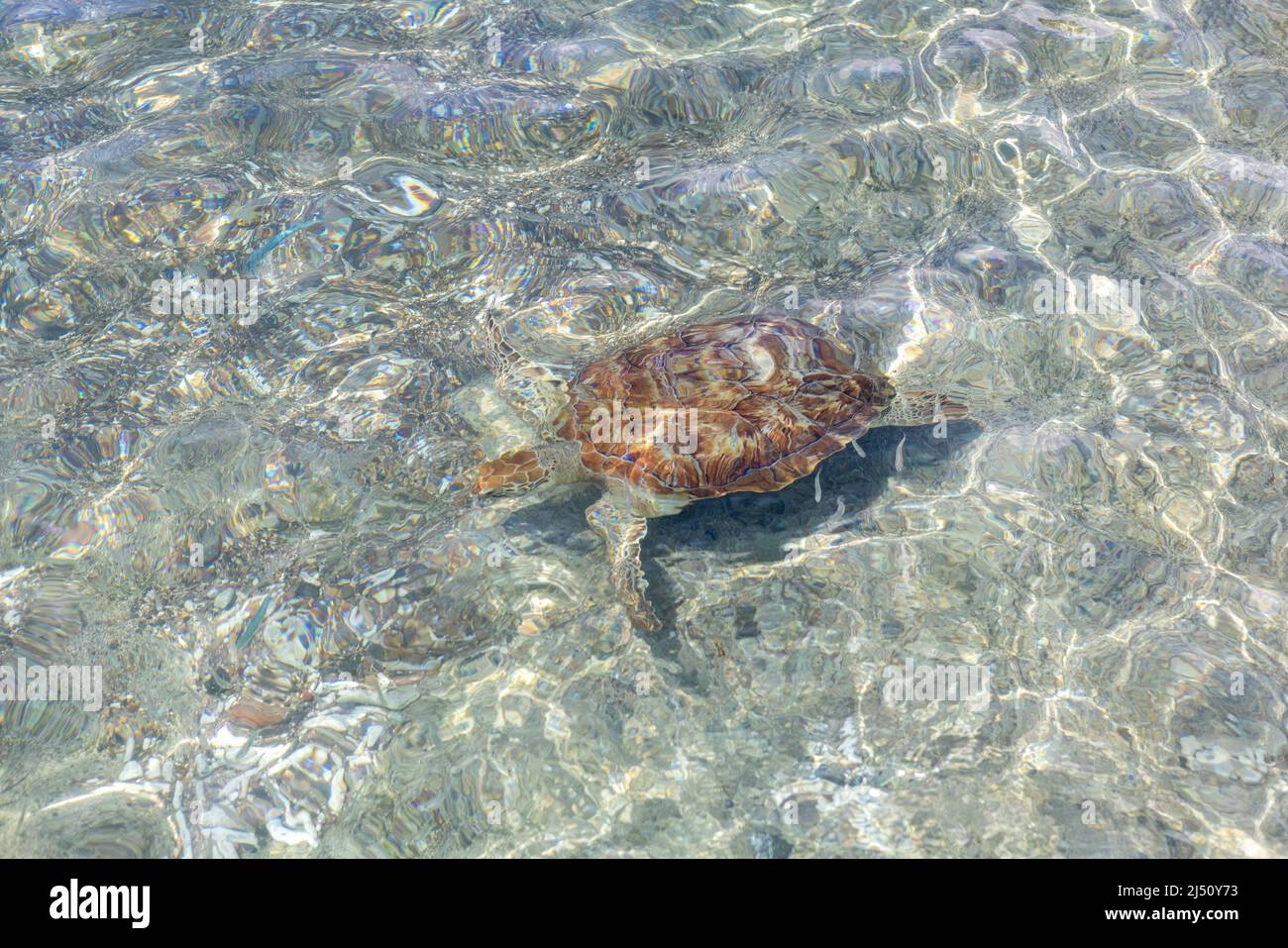 Green sea turtle swimming in the shallow water at Playa Grandi (Playa ...