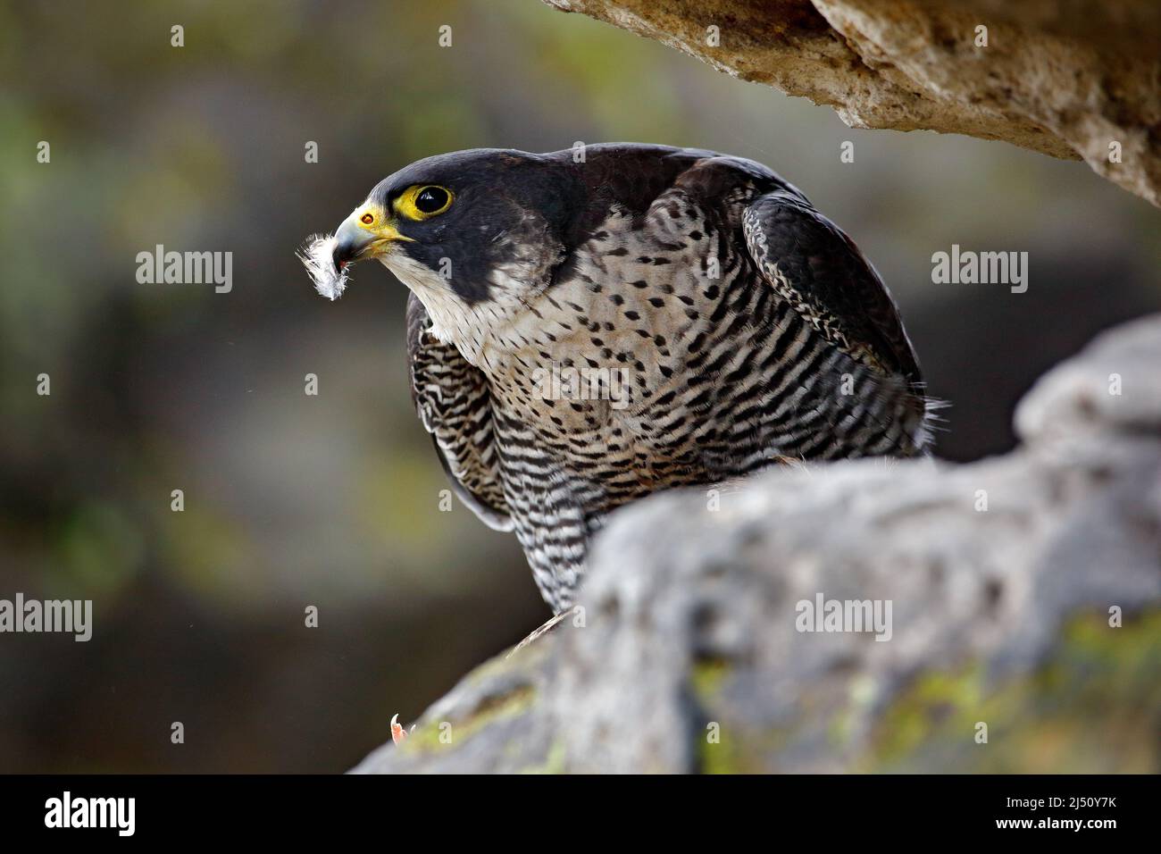 Peregrine Falcon sitting on the rock. Rare bird in the nature habitat ...
