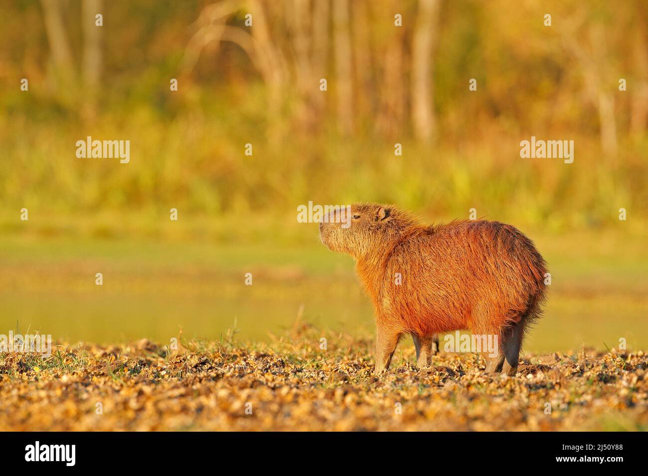 Wildlife Brazil. Capybara, Hydrochoerus hydrochaeris, Biggest mouse in ...