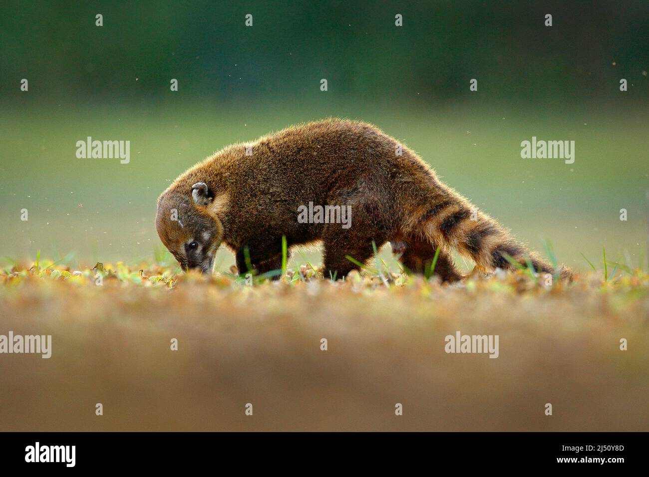 South American Coati, Nasua nasua, beautiful sun light. Coati nature ...