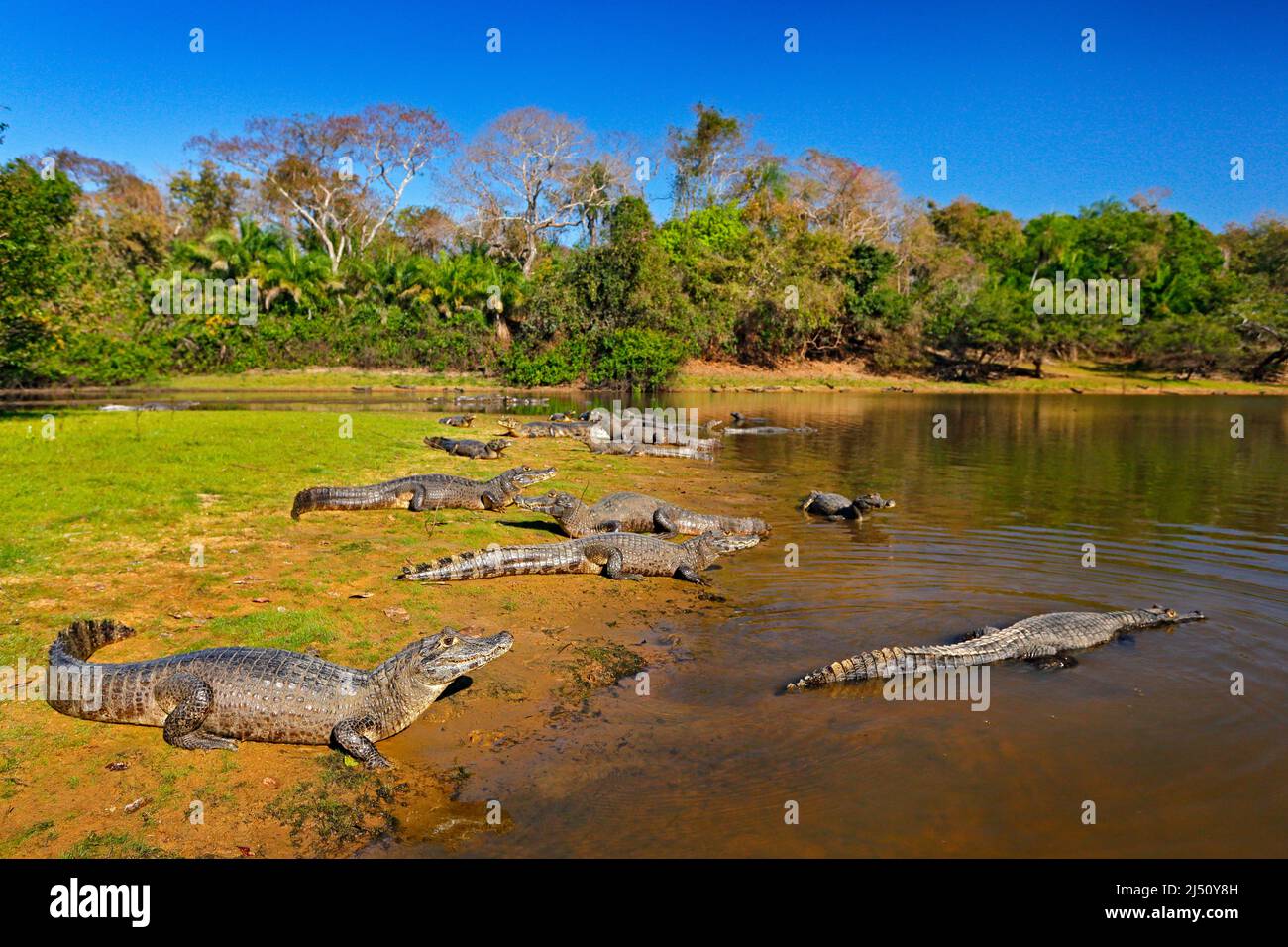 Caiman, Yacare Caiman, crocodiles in river surface, evening with blue ...