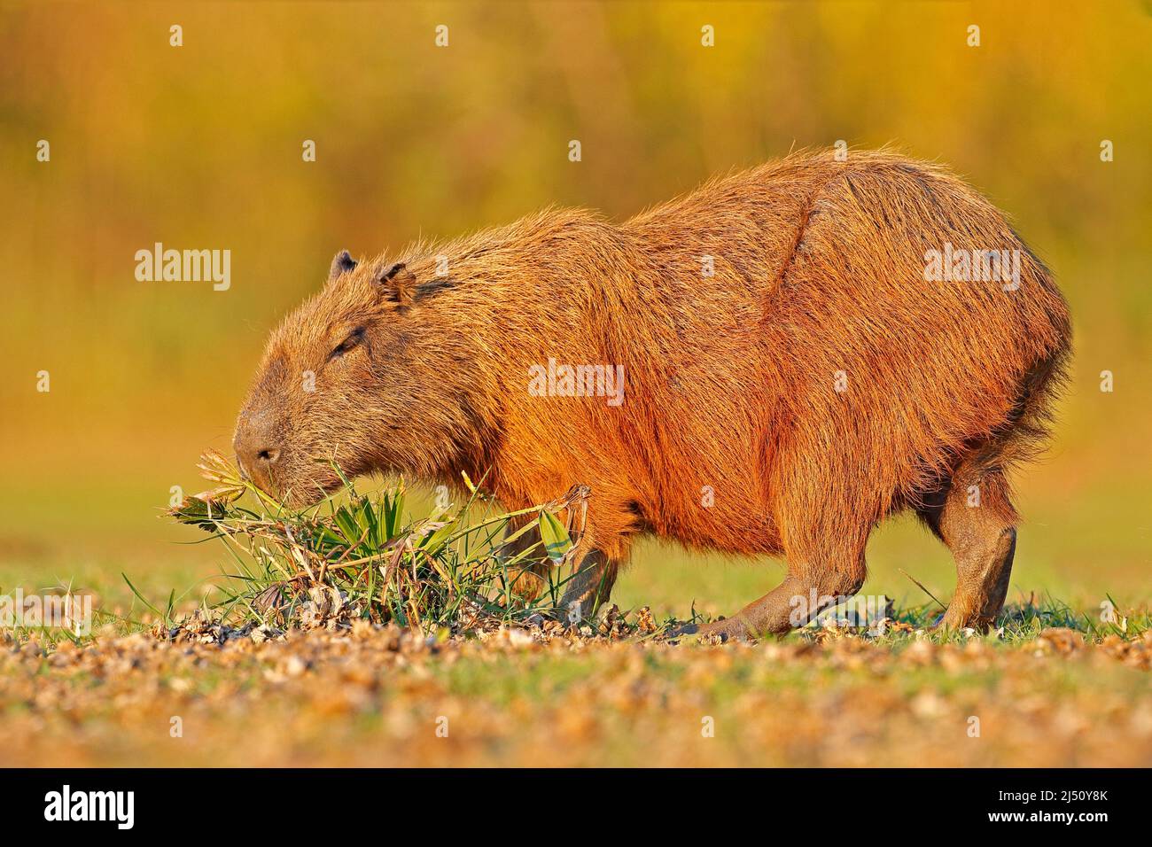 Capybara, Hydrochoerus hydrochaeris, Biggest mouse in water with ...