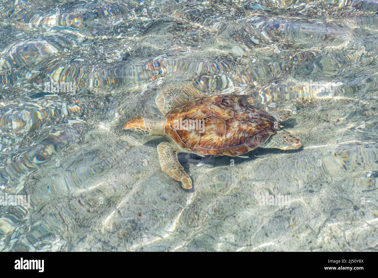 Green sea turtle swimming in the shallow water at Playa Grandi (Playa ...