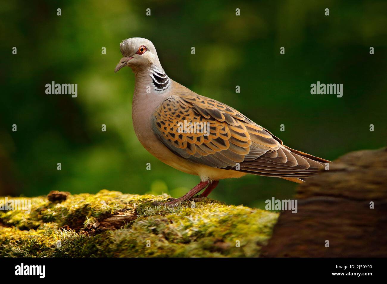 Turtle dove, Streptopelia turtur, Pigeon forest bird in the nature ...