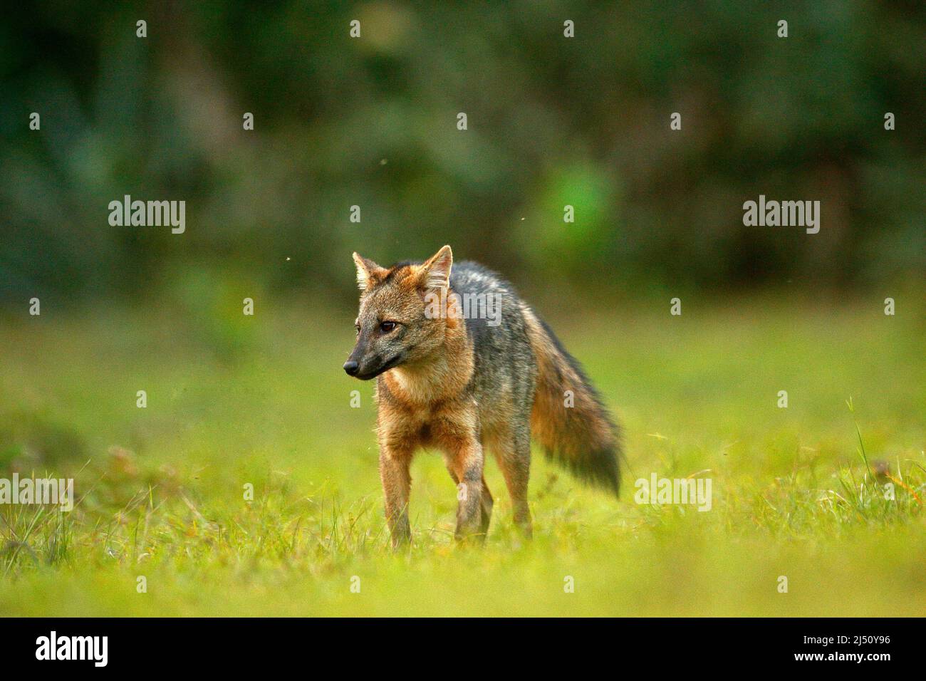 Crab-eating fox, Cerdocyon thous, forest fox, wood fox or Maikong. Wild ...