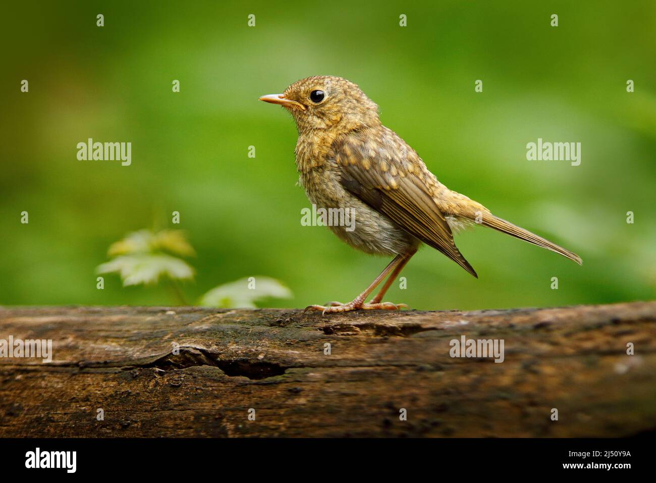 Wren flying hi-res stock photography and images - Alamy