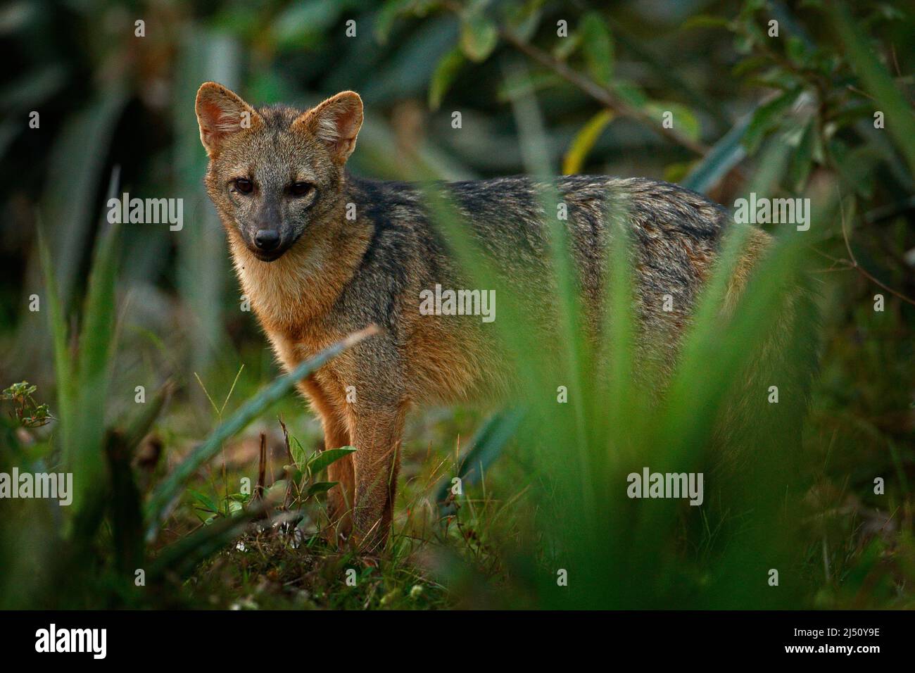 Fauna pantanal hi-res stock photography and images - Alamy