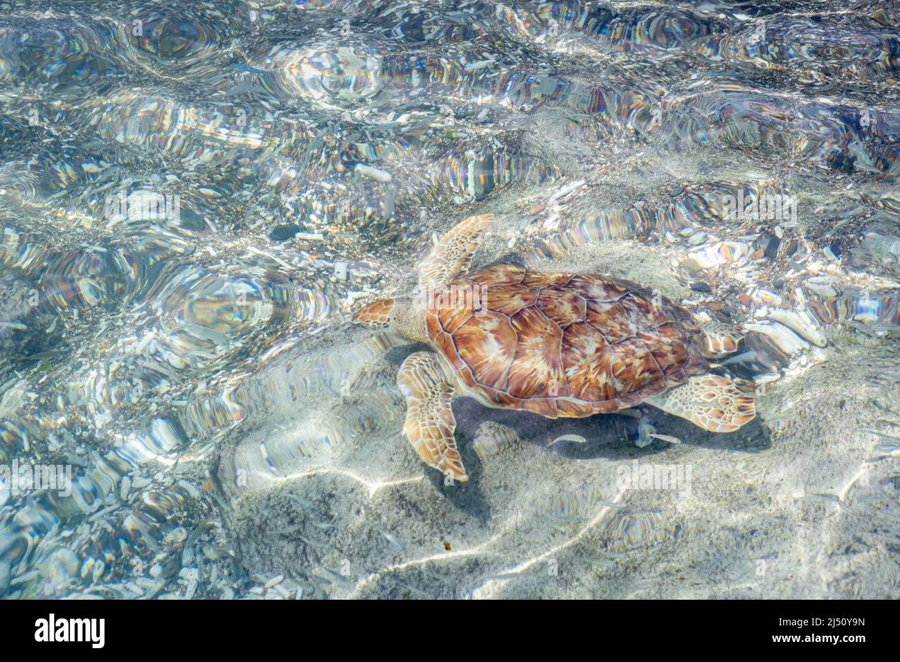 Green sea turtle swimming in the shallow water at Playa Grandi (Playa ...