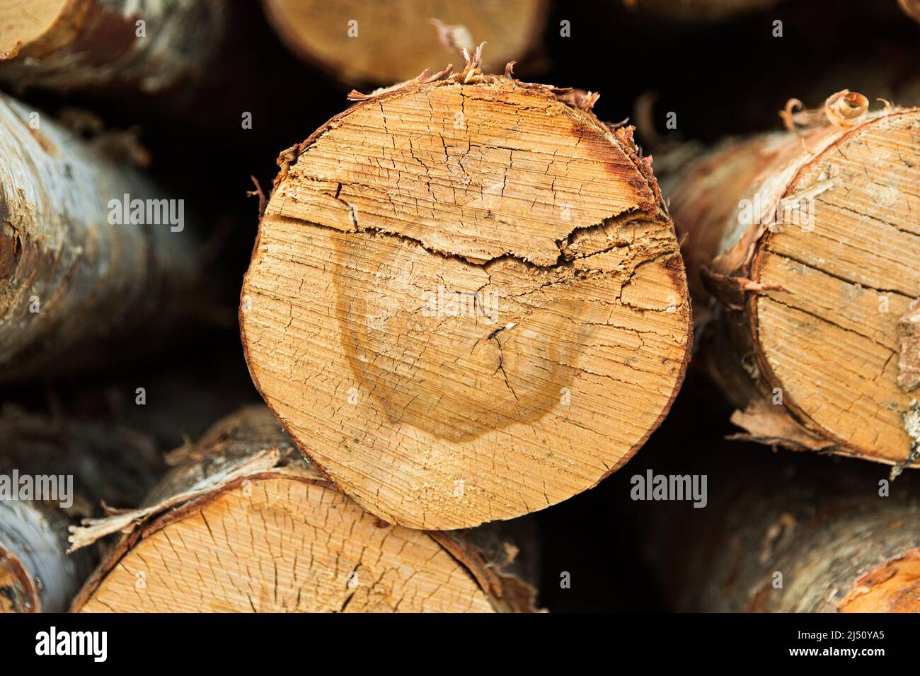 the birch is close-up. Deforestation. High quality photo Stock Photo ...