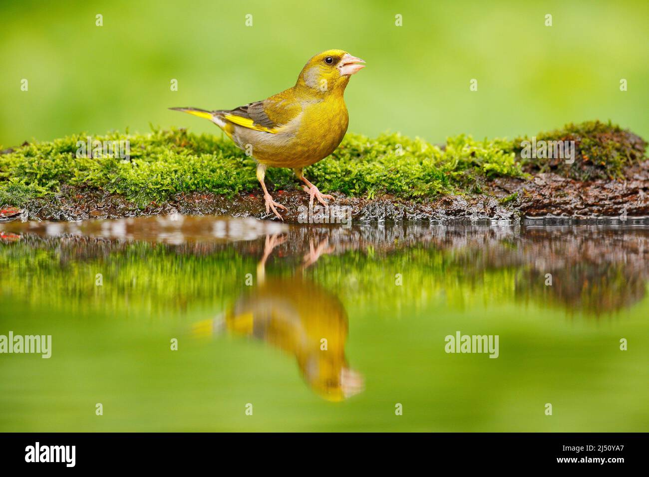 Green and yellow songbird European Greenfinch, Carduelis chloris ...