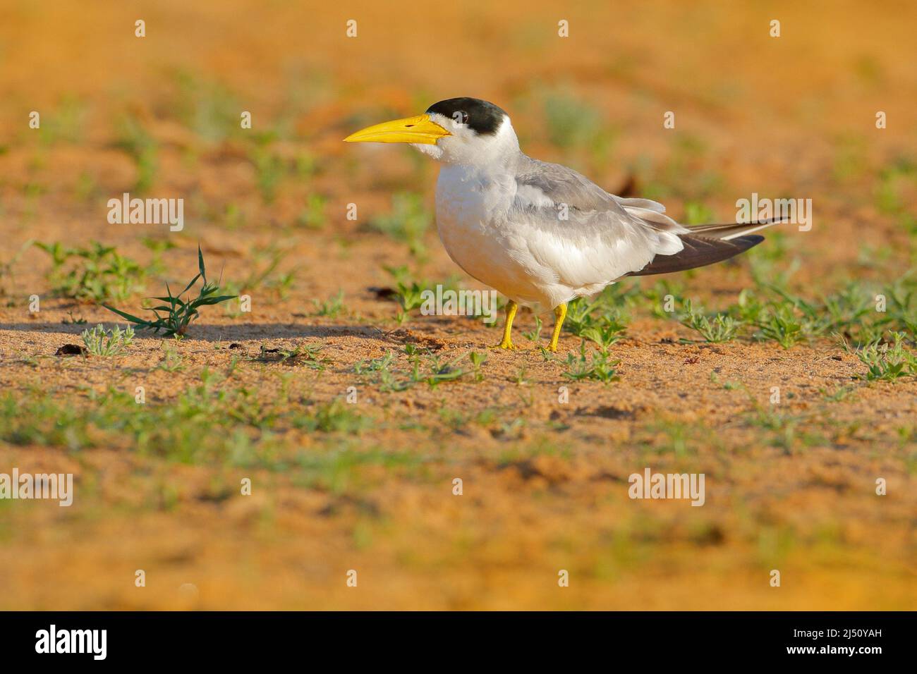 Large-billed tern, Phaetusa simplex, in river sand beach, Rio Negro ...