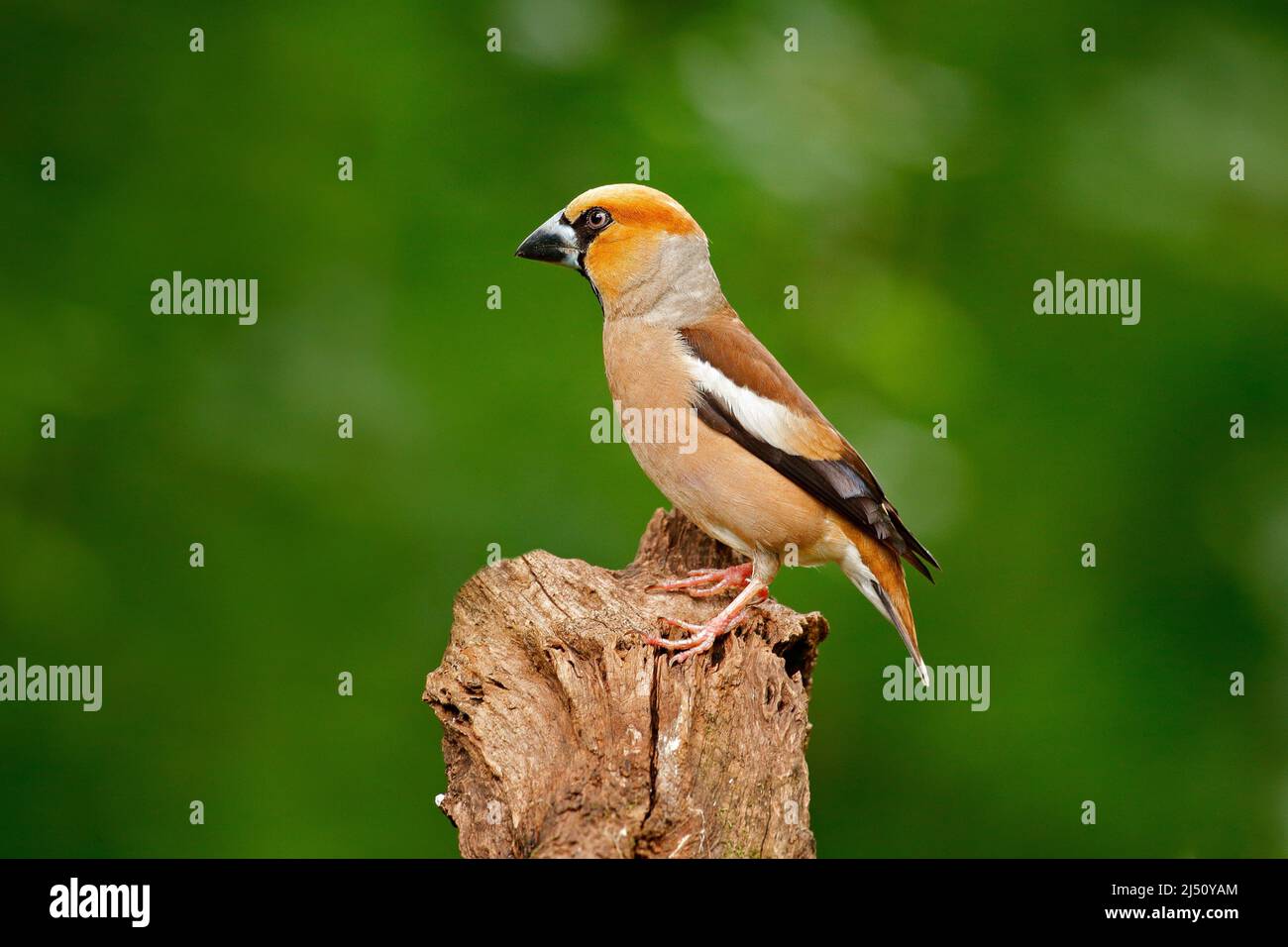 Ti tree hi-res stock photography and images - Alamy