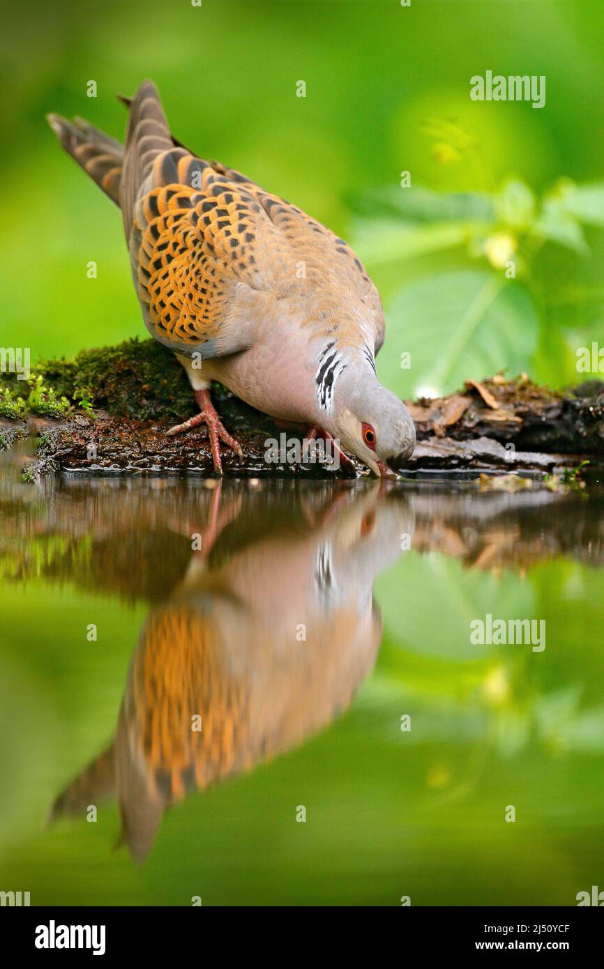 Turtle dove, Streptopelia turtur, Pigeon forest bird in the nature ...