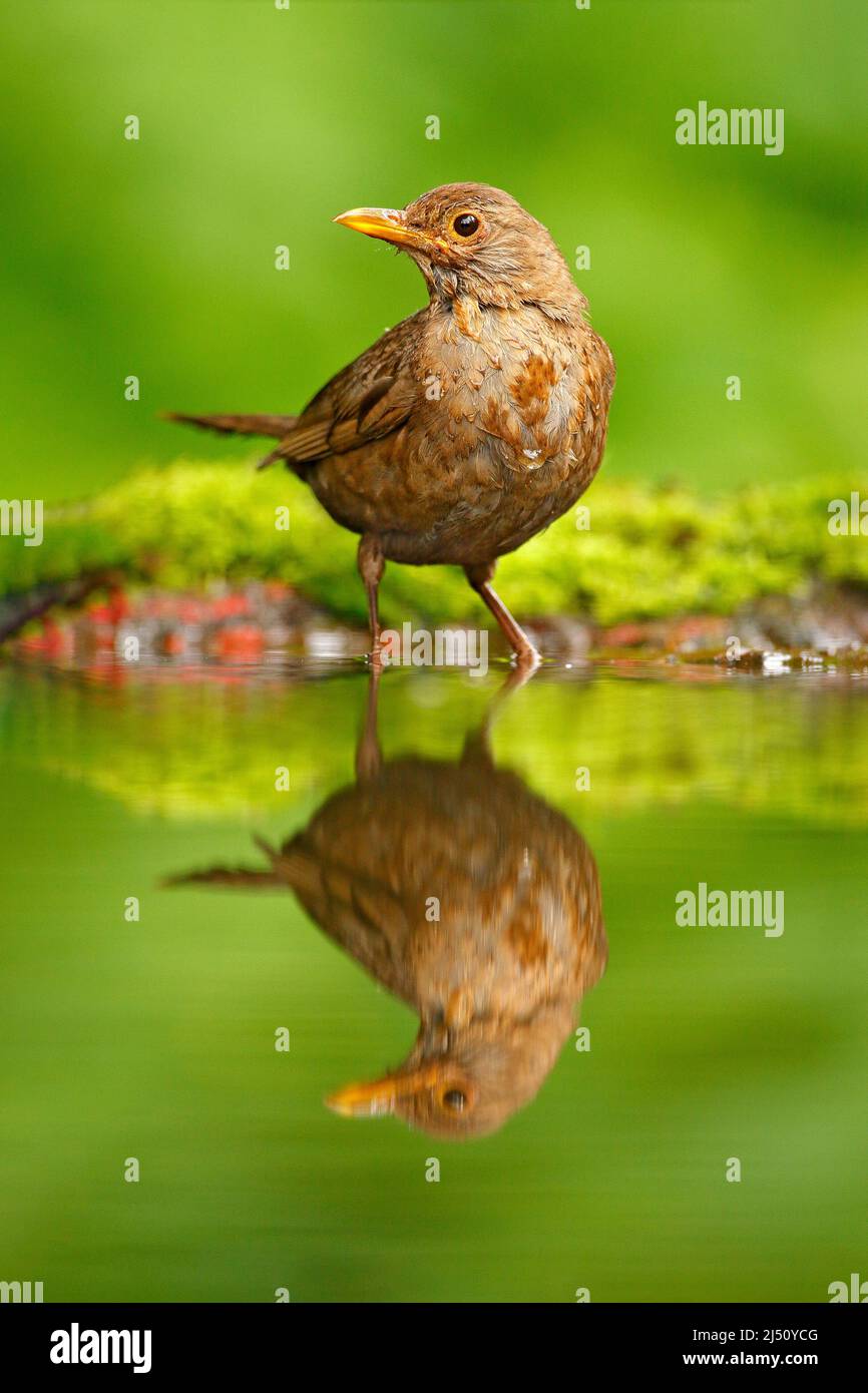 Songbird mirror water reflection. Grey brown song thrush Turdus ...