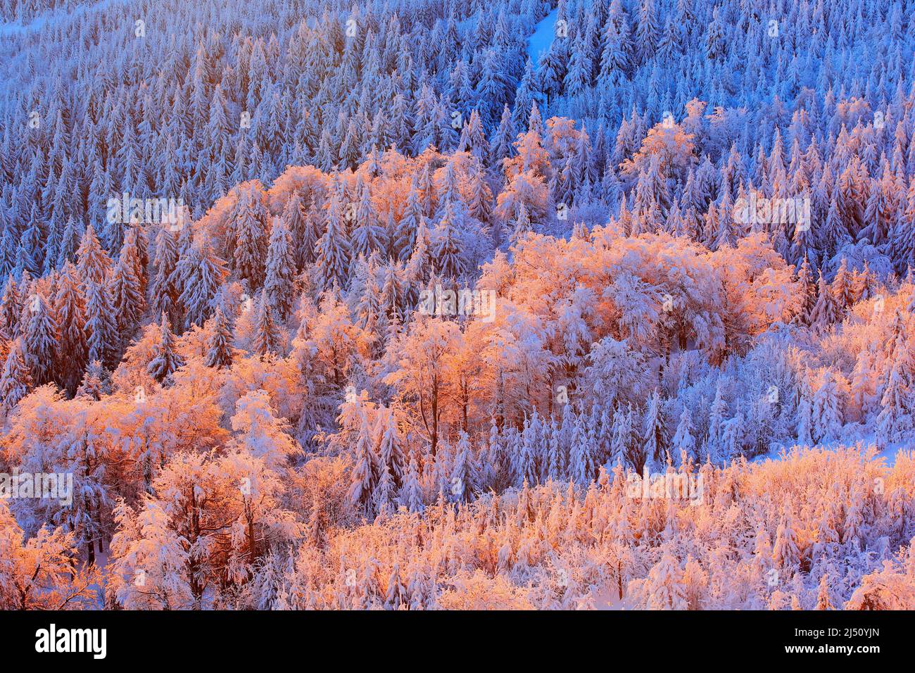 Blue winter landscape, birch tree forest with snow, ice and rime. Pink ...