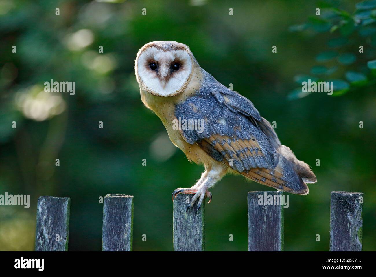 Barn owl sitting on wooden fence with dark green background, bird in ...