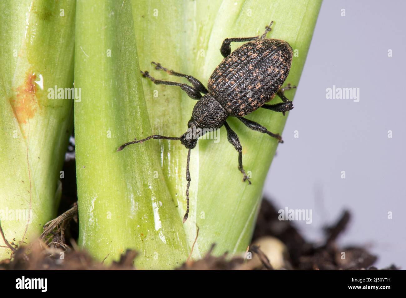 Vine weevil hi-res stock photography and images - Alamy