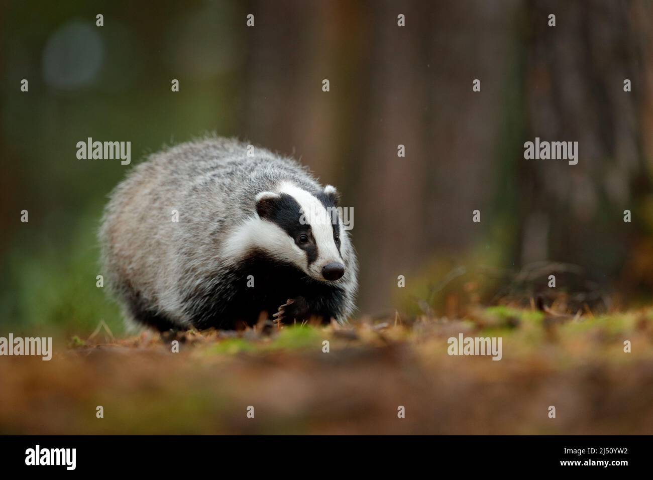Badger in forest, animal nature habitat, Germany, Europe. Wildlife ...