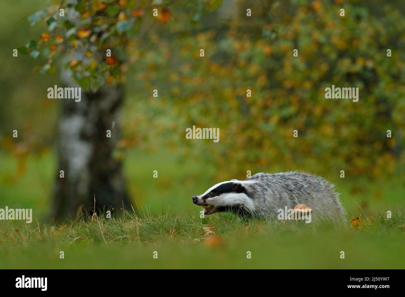 Badger in forest, animal nature habitat, Germany, Europe. Wildlife ...