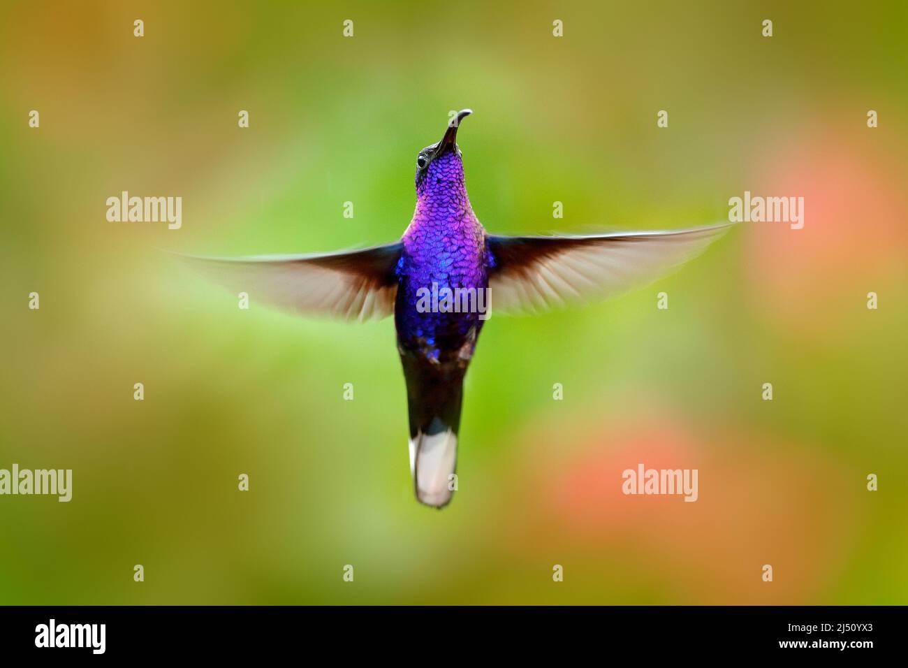 Flying hummingbird. Action wildlife scene from nature. Hummingbird from ...