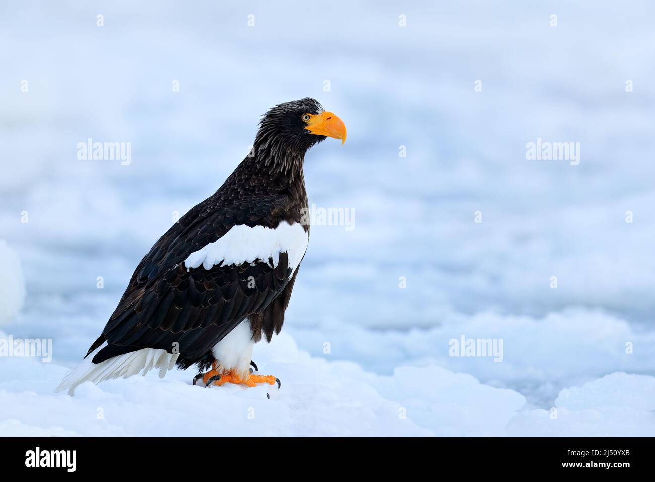 Steller's sea eagle, Haliaeetus pelagicus, bird with catch fish, with ...