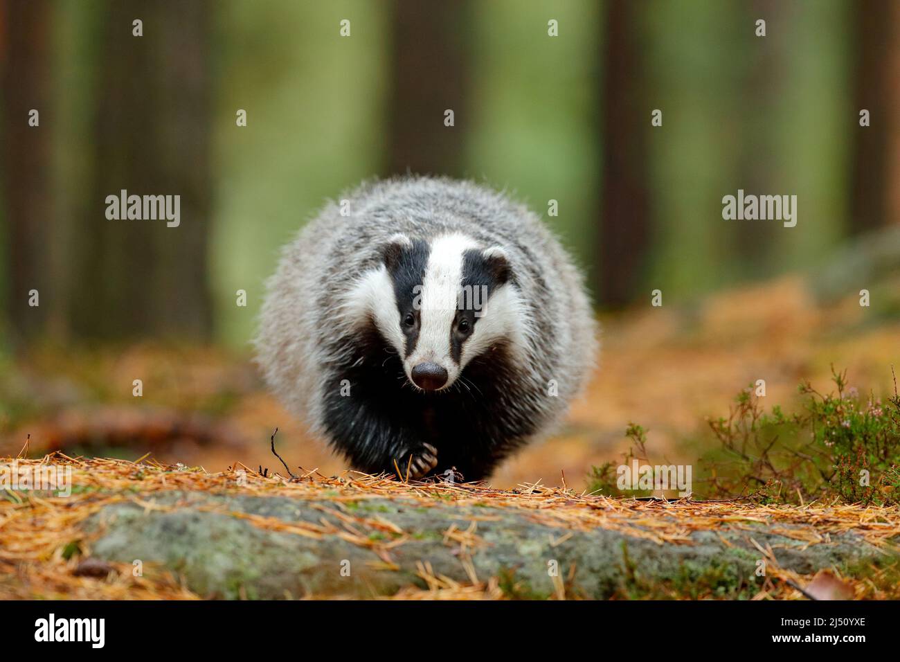 Badger in forest, animal nature habitat, Germany, Europe. Wildlife ...
