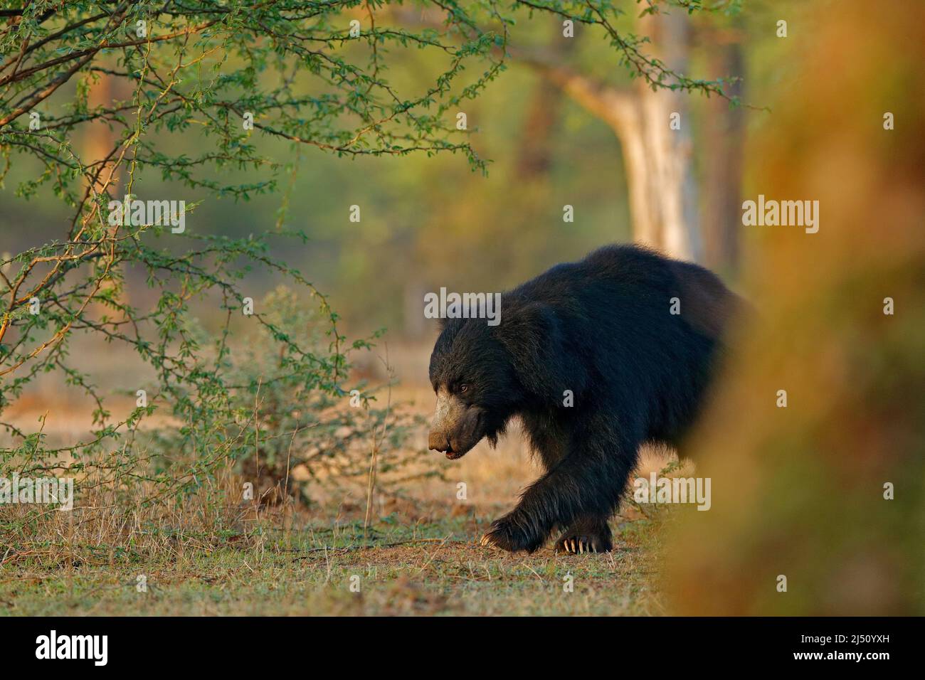 Sloth bear, Melursus ursinus, Ranthambore National Park, India. Wild ...