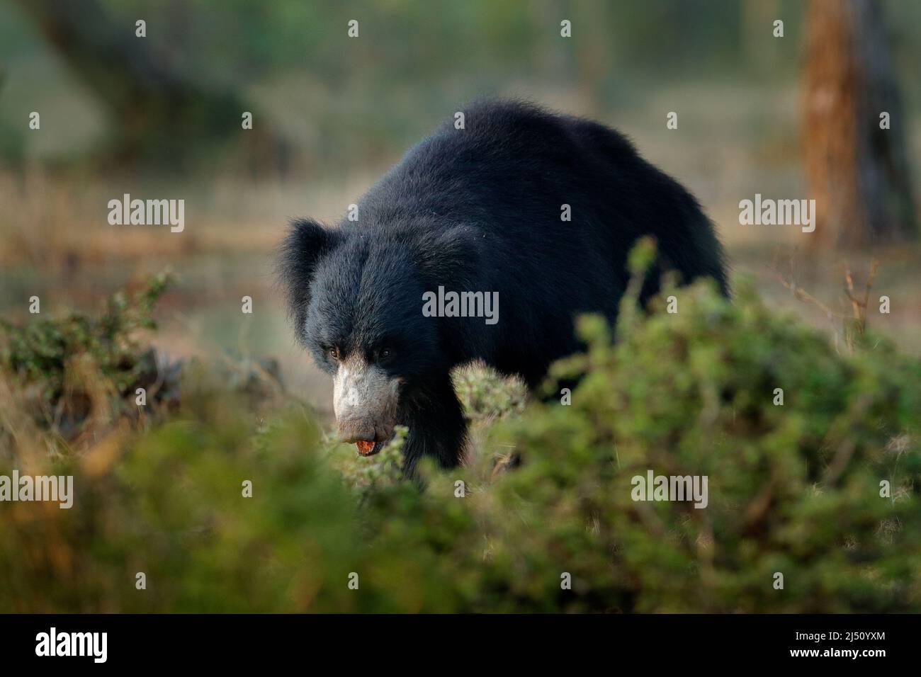 Sloth bear, Melursus ursinus, Ranthambore National Park, India. Wild ...