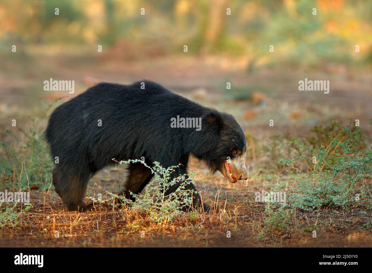 Sloth bear, Melursus ursinus, Ranthambore National Park, India. Wild ...