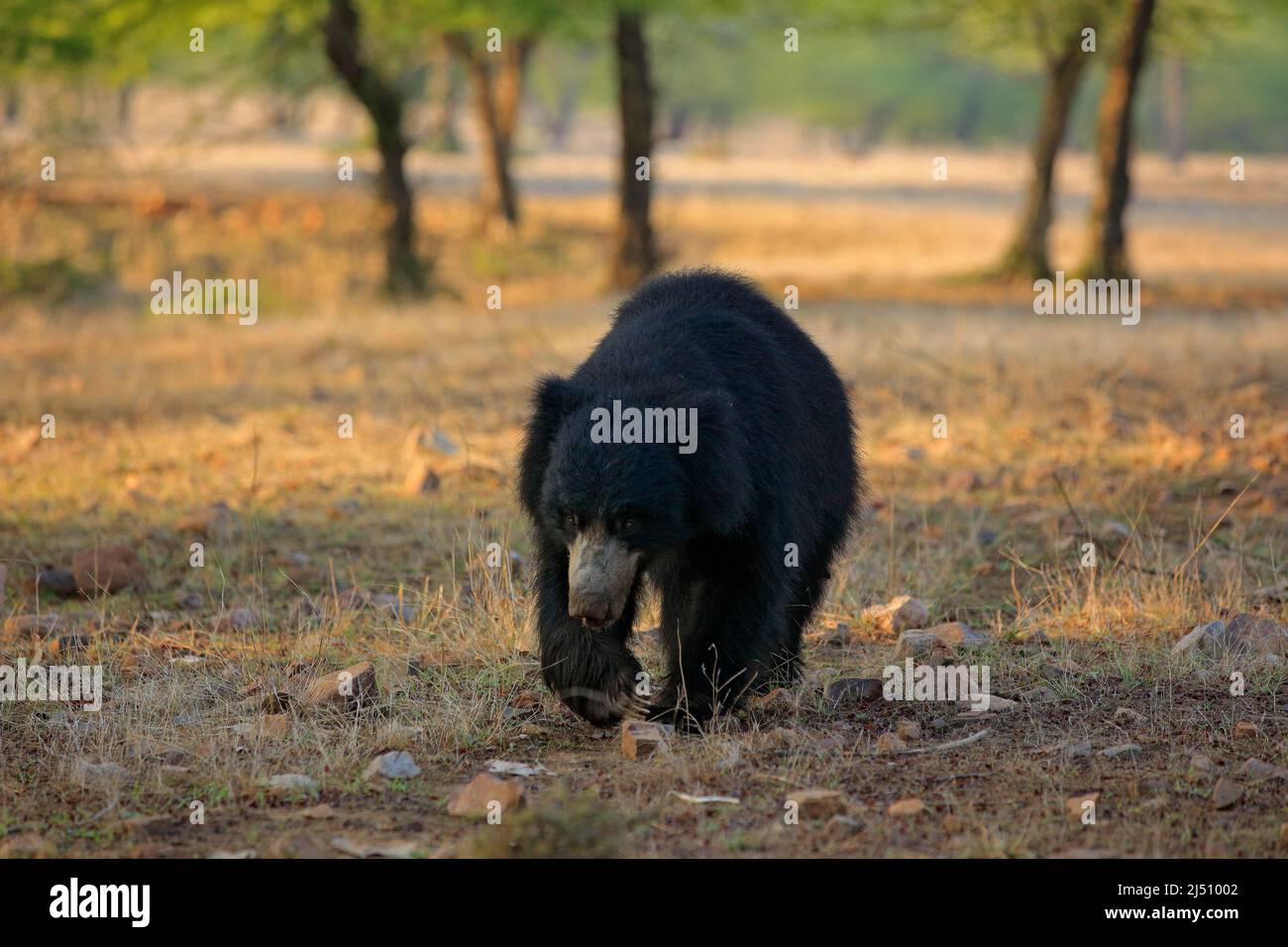 Sloth bear, Melursus ursinus, Ranthambore National Park, India. Wild ...