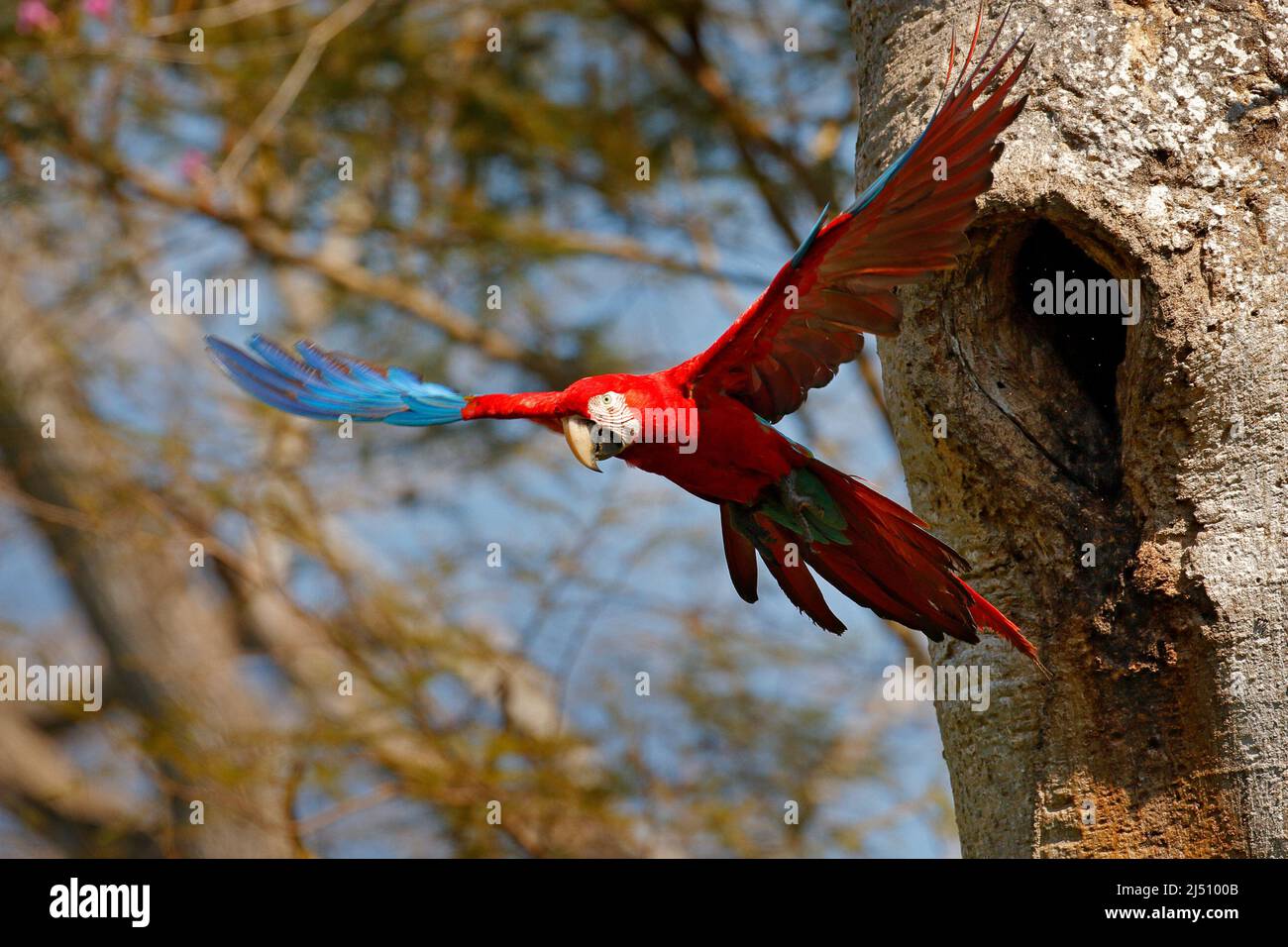 Big red parrot, fly from nest hole. Red-and-green Macaw, Ara ...