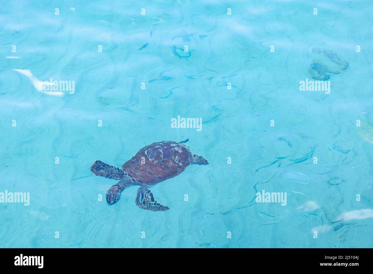 Green sea turtle swimming in the shallow water at Playa Grandi (Playa ...