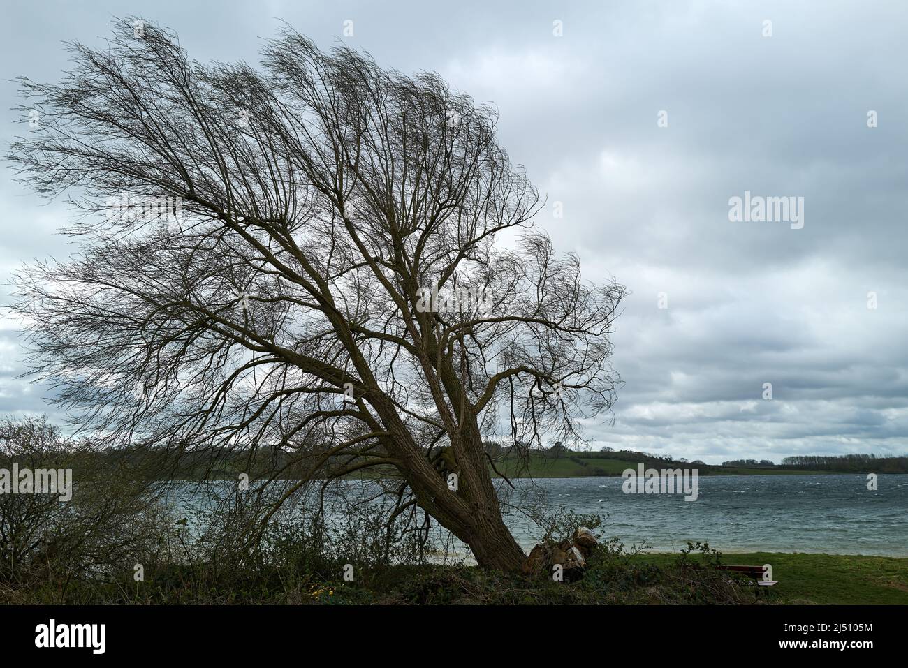Wind blown tree hi-res stock photography and images - Alamy
