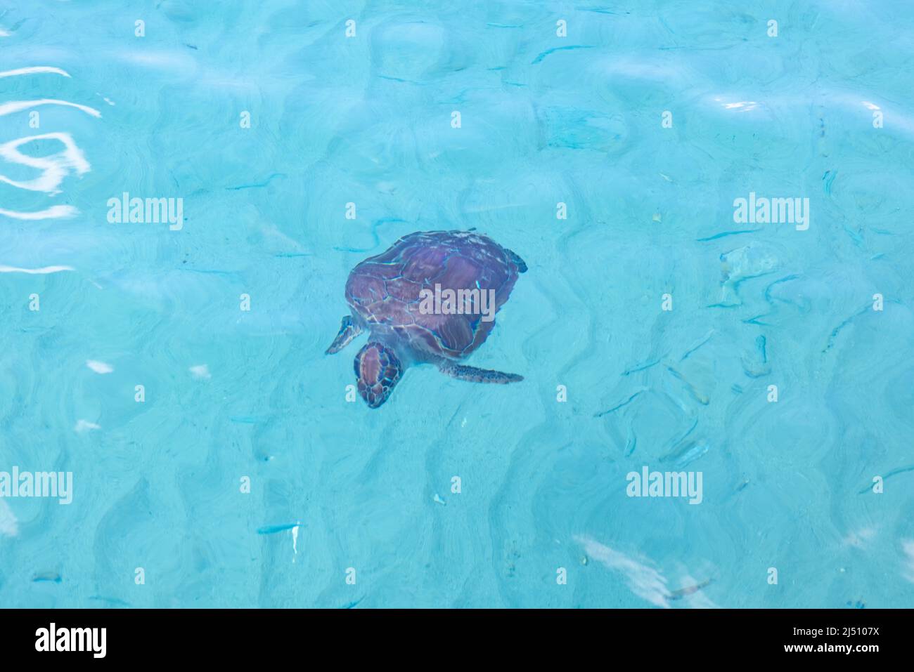 Green sea turtle swimming in the shallow water at Playa Grandi (Playa ...