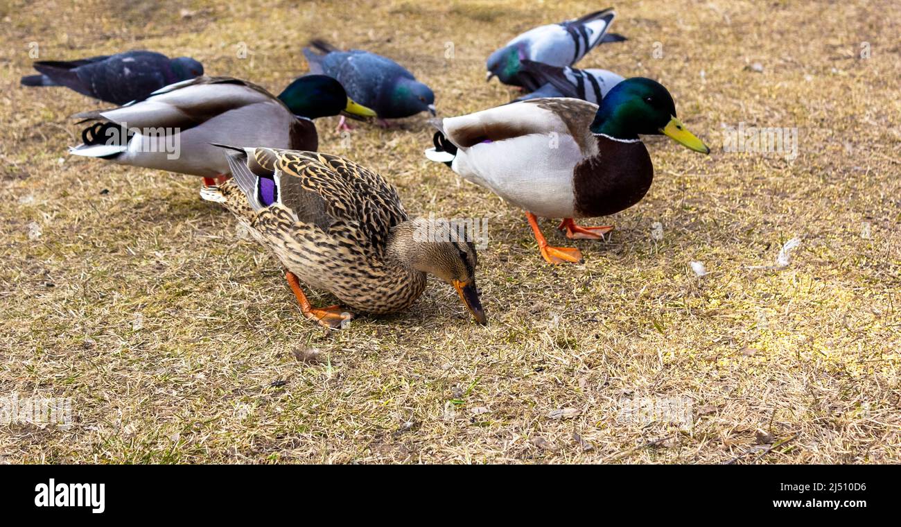 Ducks and drakes on yellow grass eat bread Stock Photo - Alamy