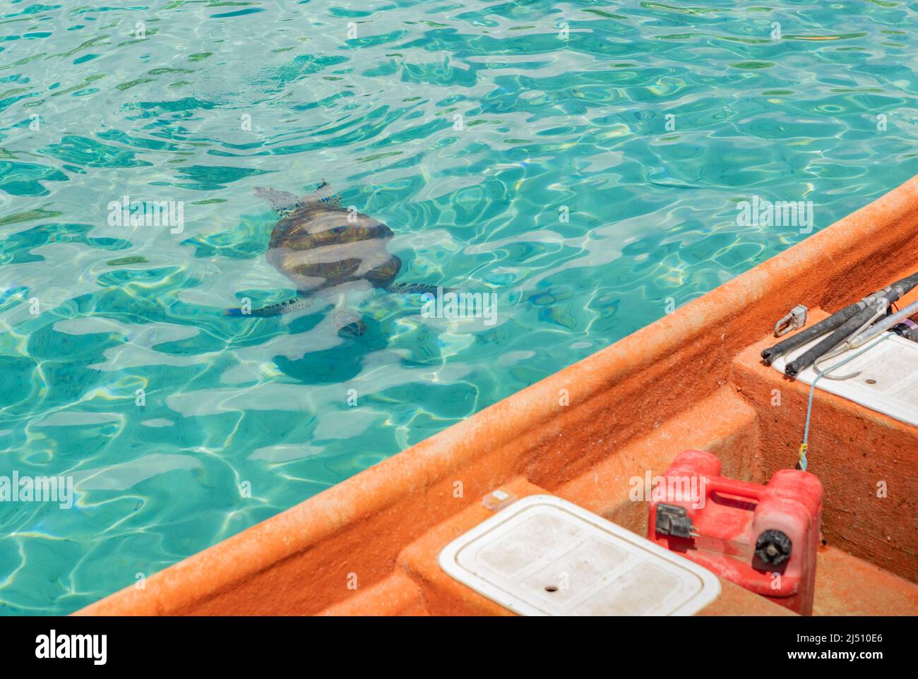 Sea turtle swimming under a small orange and white fishing boat in the ...