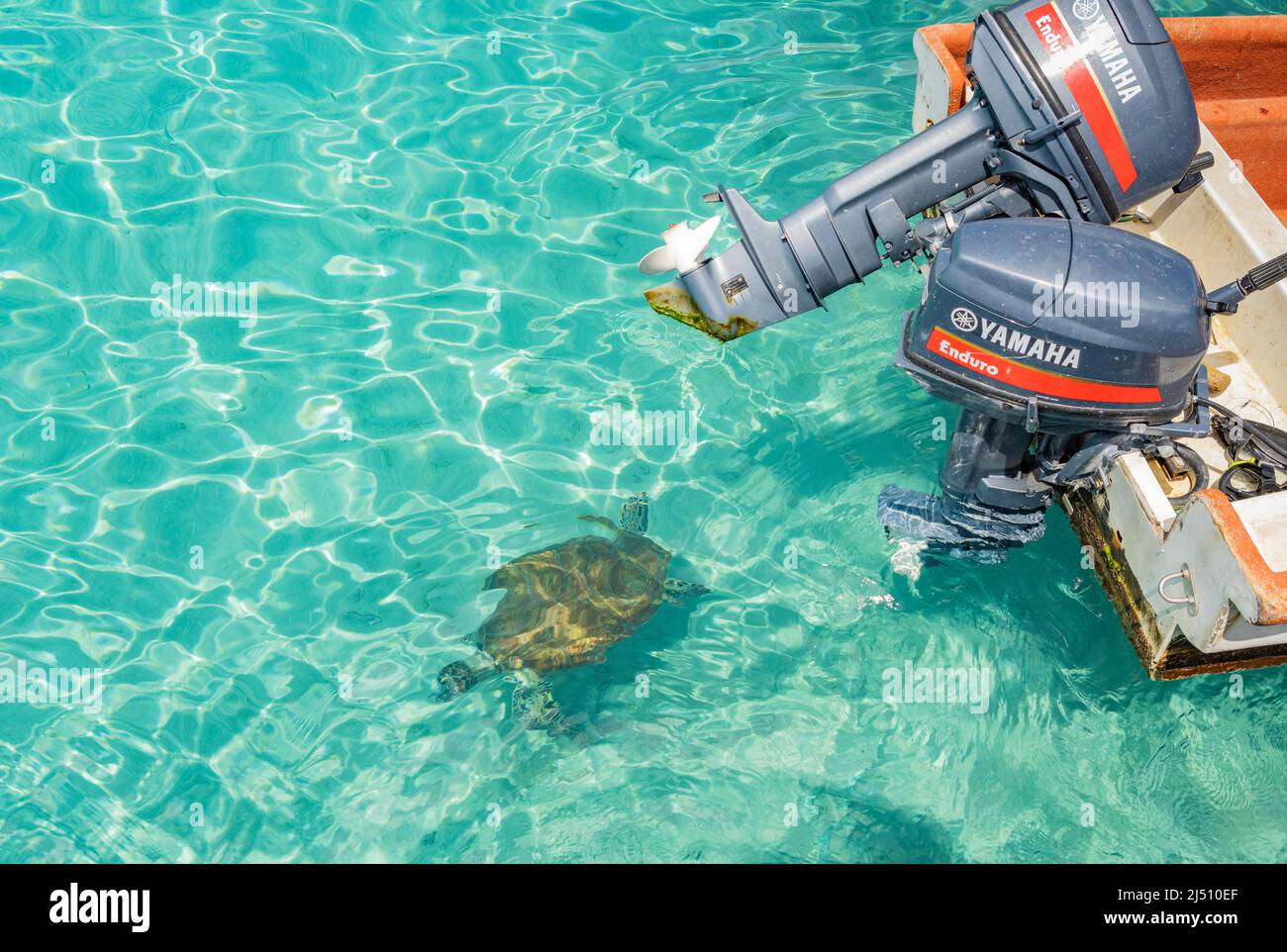 Sea turtle swimming under a small orange and white fishing boat in the ...