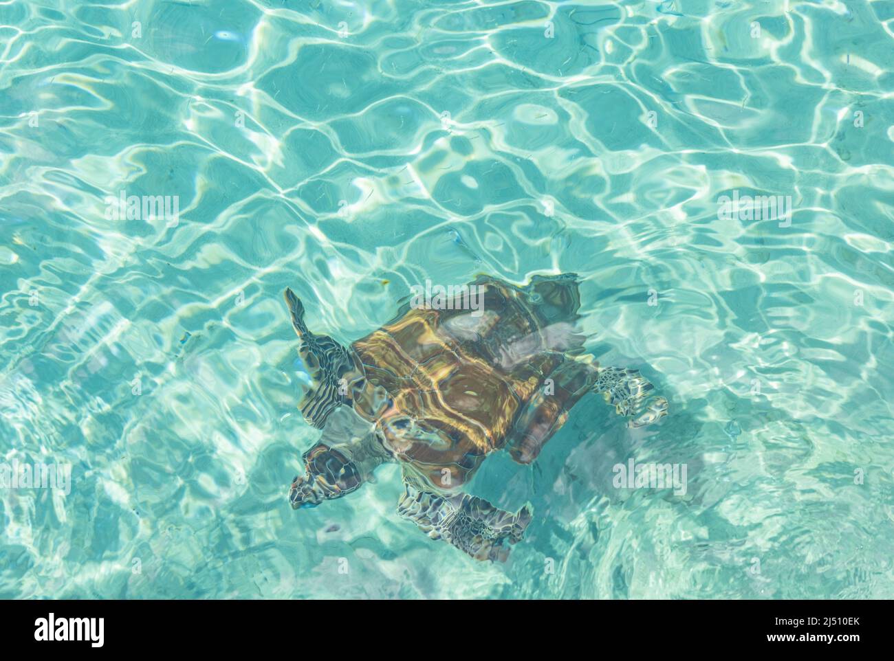 Green sea turtle swimming in the shallow water at Playa Grandi (Playa ...