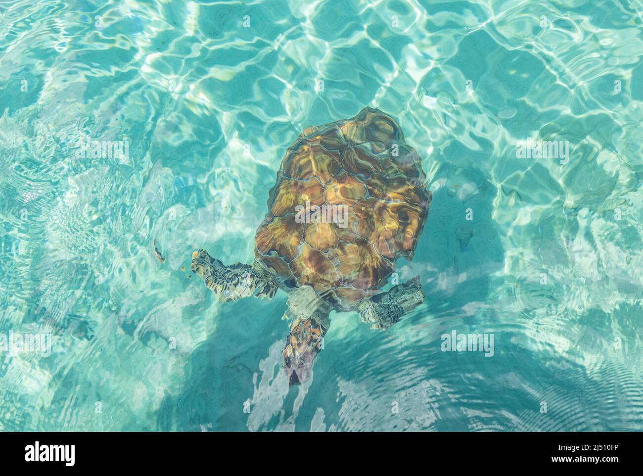 Green sea turtle swimming in the shallow water at Playa Grandi (Playa ...