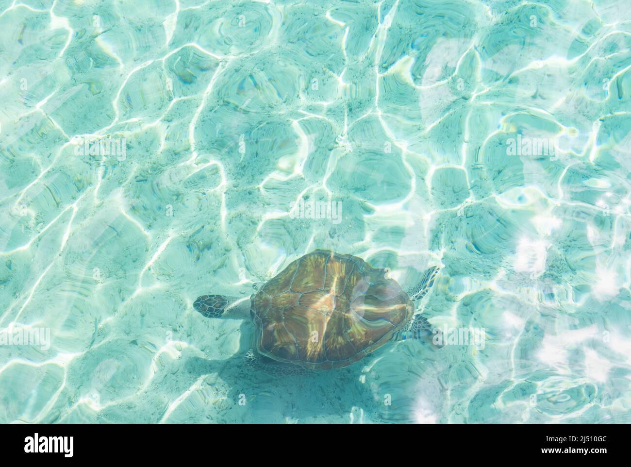 Green sea turtle swimming in the shallow water at Playa Grandi (Playa ...