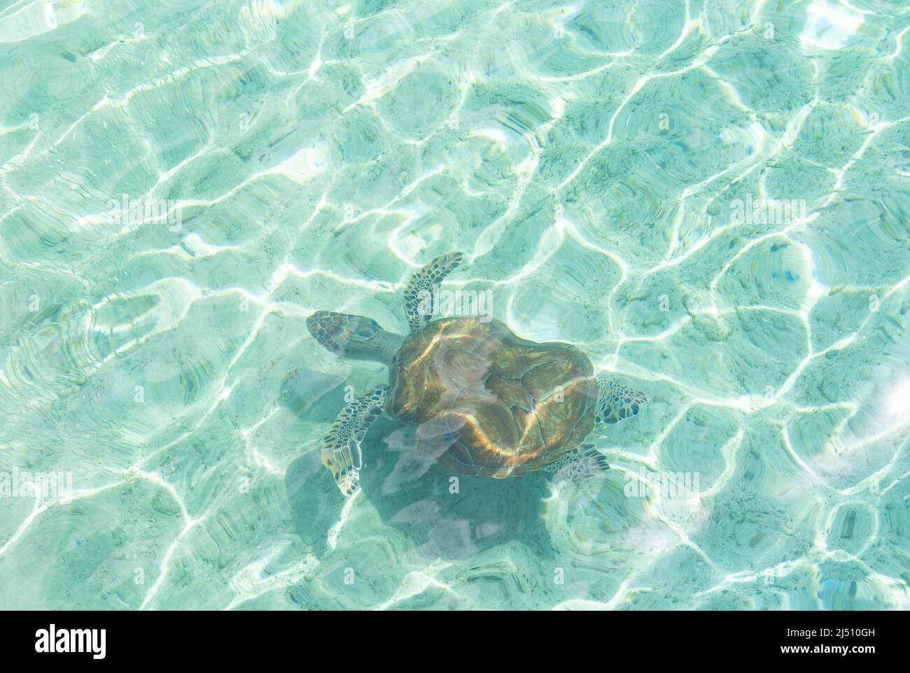 Green sea turtle swimming in the shallow water at Playa Grandi (Playa ...