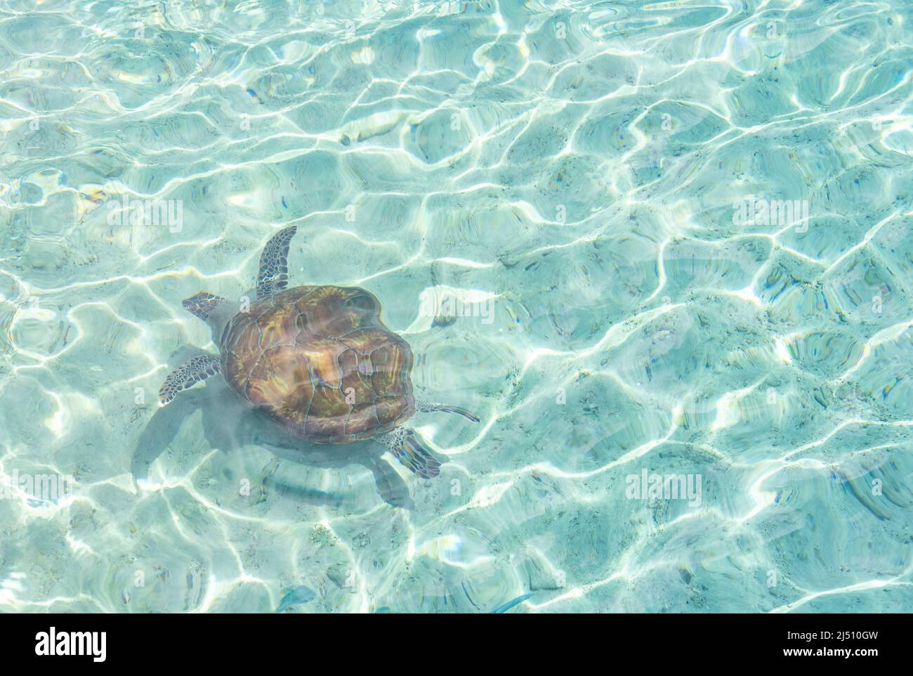 Green sea turtle swimming in the shallow water at Playa Grandi (Playa ...