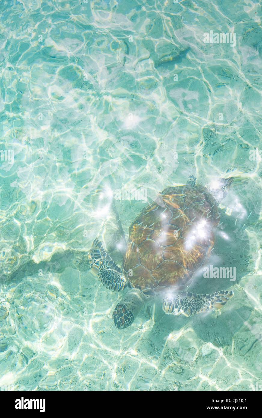 Green sea turtle swimming in the shallow water at Playa Grandi (Playa ...