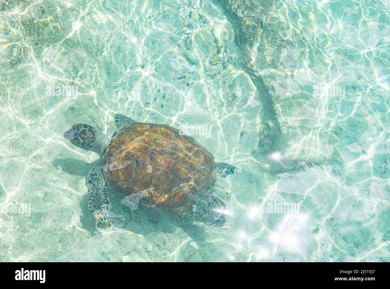 Green sea turtle swimming in the shallow water at Playa Grandi (Playa ...