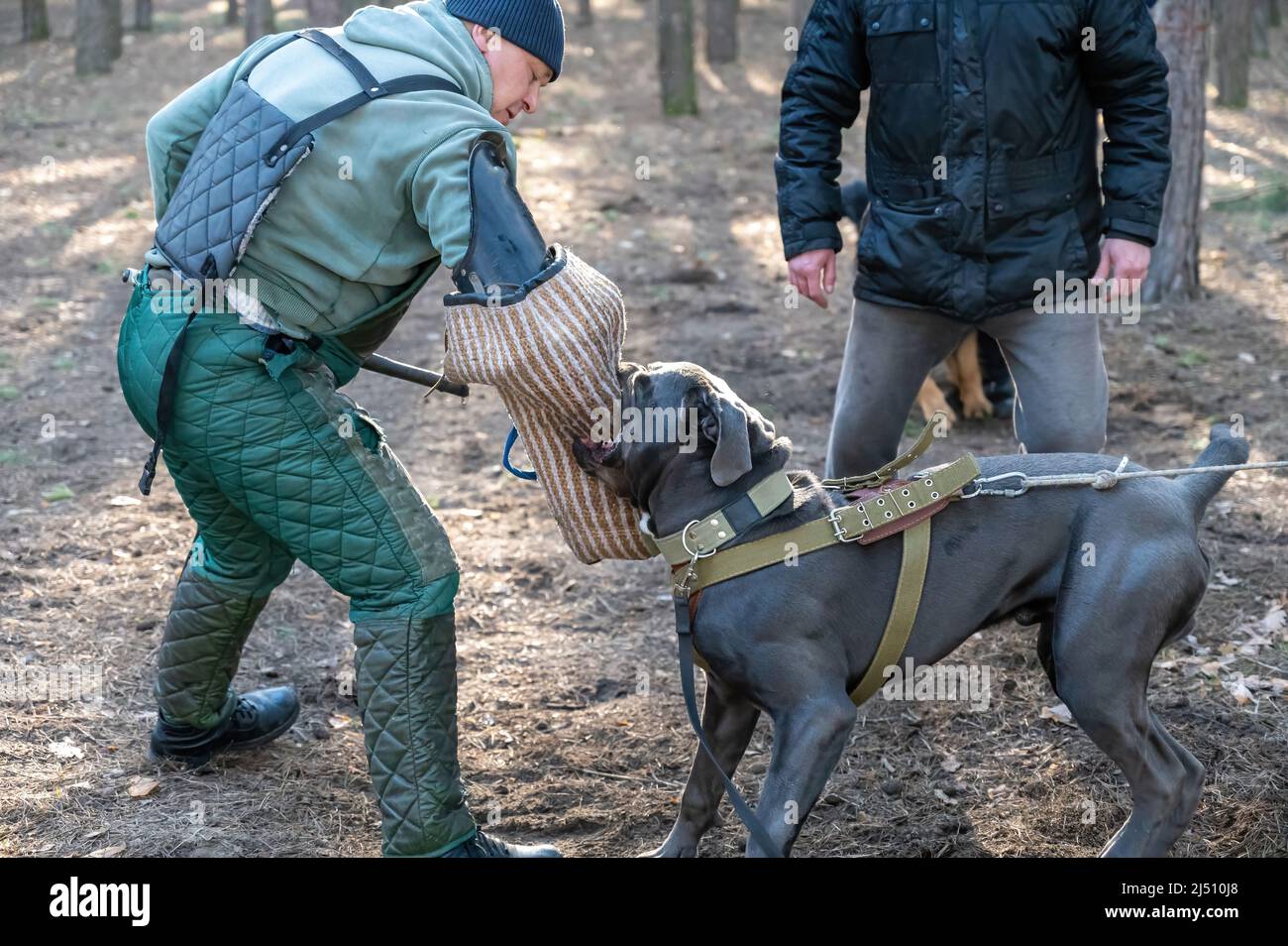 Training dogs for protective guard duty. The dog Cane Corso Italiano ...