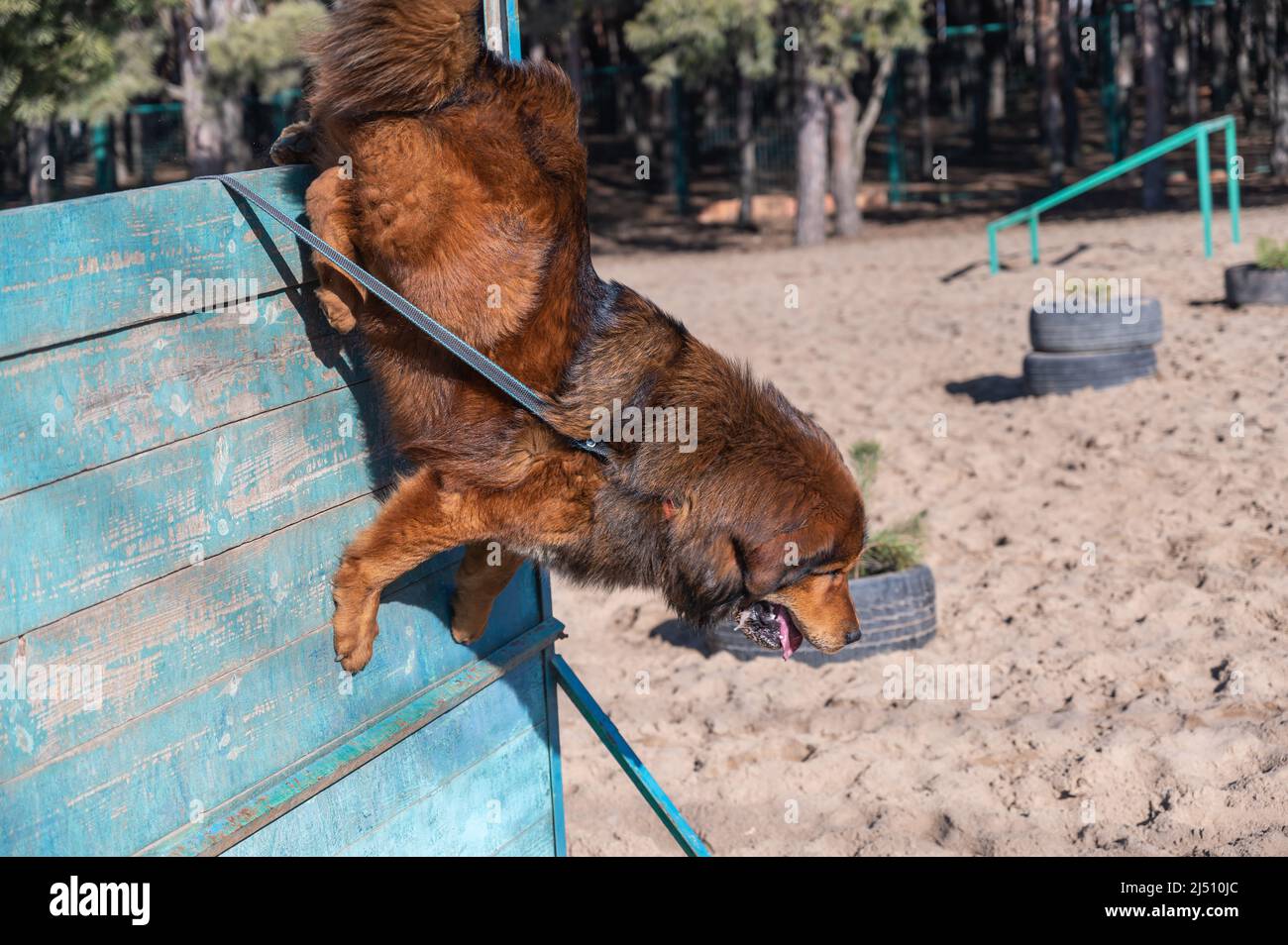 Dog jumping over training fence hi-res stock photography and images - Alamy